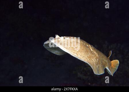 Leopard torpedo, electric ray Stock Photo - Alamy