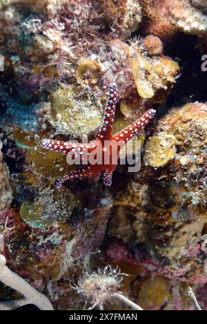 Ghardaqa sea star (Fromia ghardaqana) Taking in Red Sea, Egypt Stock ...