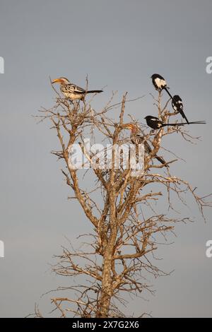 Schachwürger / Long-tailed shrike - Magpie shrike / Lanius schach Stock ...