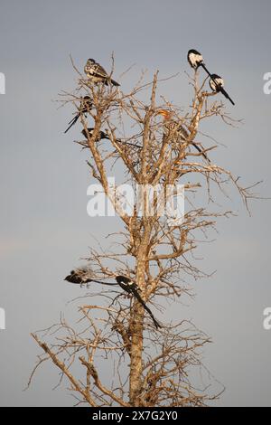 Schachwürger / Long-tailed shrike - Magpie shrike / Lanius schach Stock ...