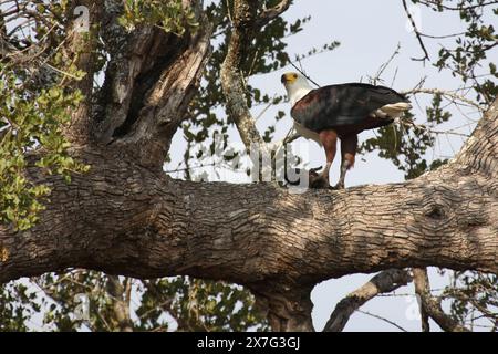 Afrikanischer Schreiseeadler / African fish-eagle / Haliaeetus vocifer ...