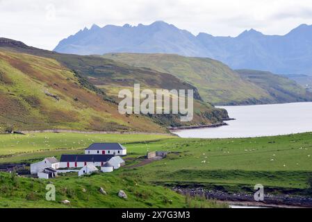 Sheep farming beside the shore Stock Photo - Alamy