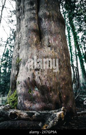 big yew tree, forest, bark, trees, tree, bavaria Stock Photo - Alamy