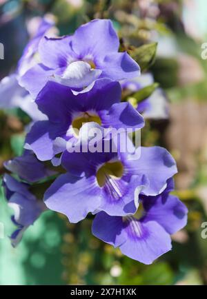 Flowering Thunbergia laurifolia, blue trumpet vine, natural macro ...