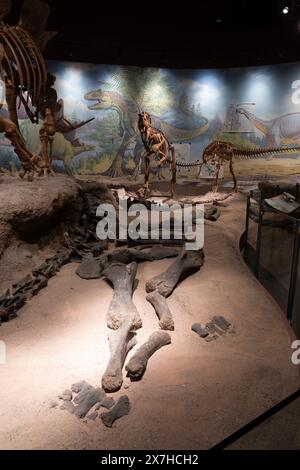 Bones of a Haplocanthosaurus, a sauropod, in the Utah Field House of ...