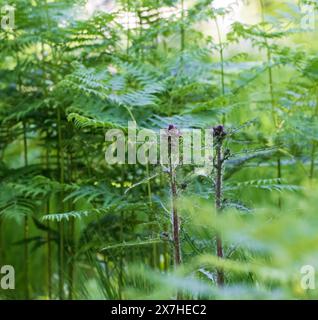 wild Scottish prickly thistles growing wild in the countryside.national ...