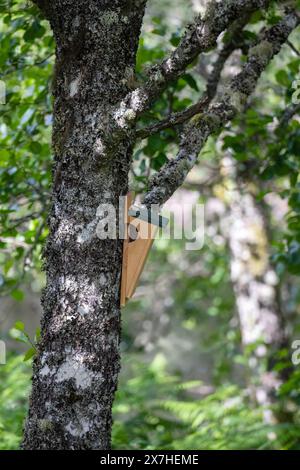 Treecreeper nesting box Stock Photo - Alamy