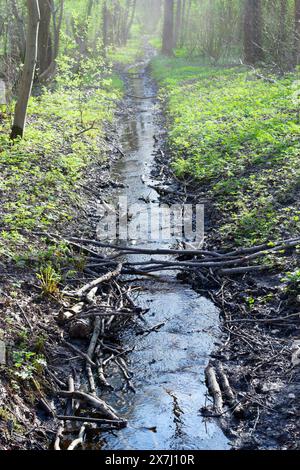 landscape, water ditch in the forest, winter without snow Stock Photo ...