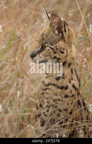 Serval, servals (Leptailurus serval) predators, mammals, animals ...