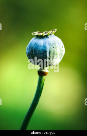 Green poppy seed box on long green stem with blurry background of red ...