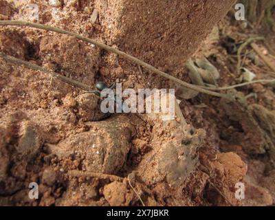 Black ant, walking across the red earth floor, among dry leaves, stones ...