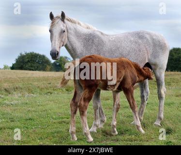 A pretty chestnut mare and her foal in a summer paddock Stock Photo - Alamy