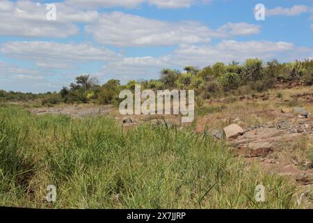 Afrikanischer Busch - Krügerpark - Tsendze River / African Bush ...