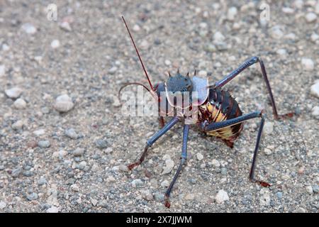 Gepanzerte Grille / Armoured cricket / Acanthoplus discoidalis Stock ...