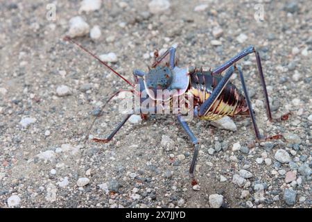 Gepanzerte Grille / Armoured cricket / Acanthoplus discoidalis Stock ...