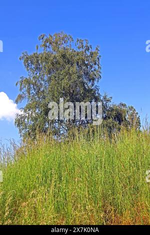 Alte Birken in der Landschaft Der kräftige Stamm einer 40-jährigen ...
