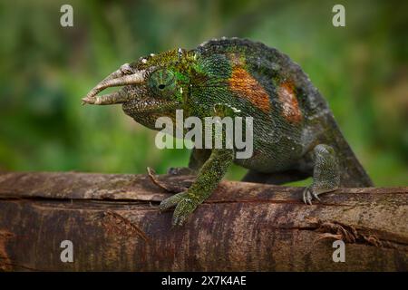Chameleon (family Chamaeleonidae Stock Photo - Alamy