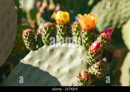 Detalle de una chumbera, opuntia ficus, a finales de primavera con ...
