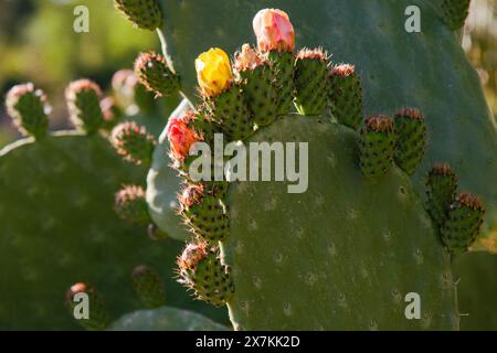 Detalle de una chumbera, opuntia ficus, a finales de primavera con ...