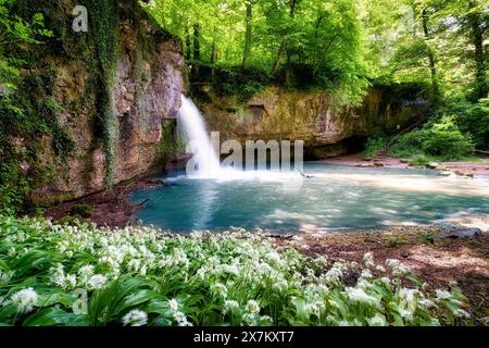 Waterfall with small pond, wild garlic in bloom, Canton Basel ...