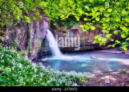 Waterfall with small pond, wild garlic in bloom, Canton Basel ...