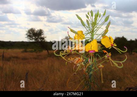 Blume / Flower / Flos Stock Photo - Alamy