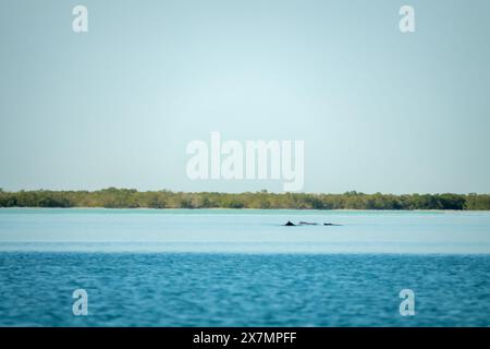 Dolphins (probably bottlenose dolphins) in the Persian Gulf, near ...