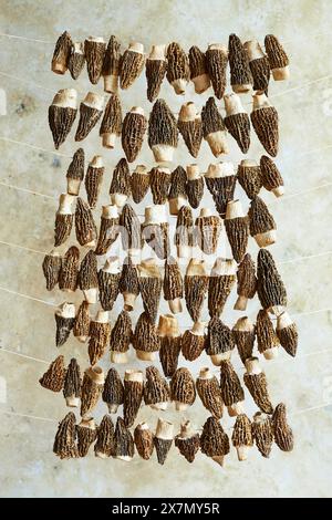 Mushroom, mushrooms, pointed morel, Morchella elata, syn. Morchella ...