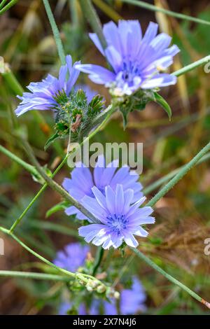 Dwarf Chicory (Cichorium pumilum) Photographed in the central Israel in ...
