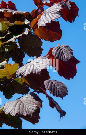 European Filbert Corylus avellana "Rote Zellernuss Stock Photo - Alamy