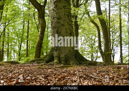 A larger girth tree with roots in a forest in spring Stock Photo - Alamy