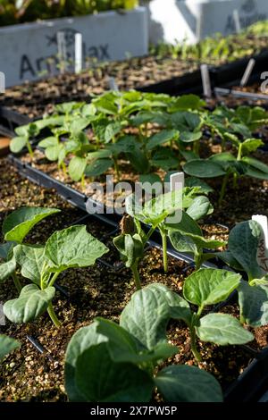 Green salads in the Flemo Farm association's shared garden in a ...