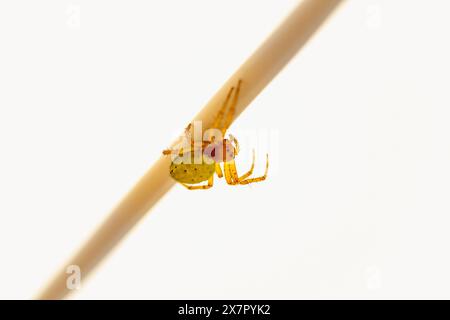 Araniella cucurbitina, squash spider or cucumber spider, green abdomen ...