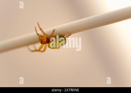 Araniella cucurbitina, squash spider or cucumber spider, green abdomen ...