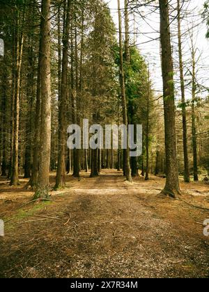 A tranquil hiking path through a dense, verdant forest filled with ...