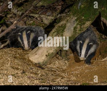 Badger feeding at night Stock Photo - Alamy