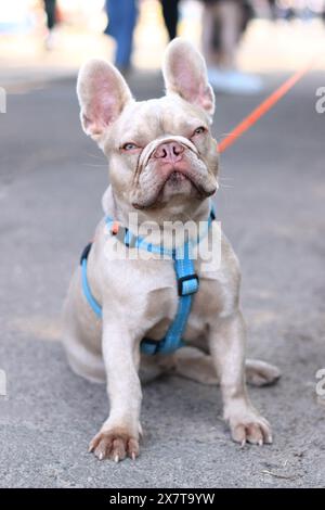 a small dog friend of human close-up Studio Stock Photo - Alamy