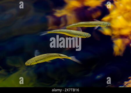 small wild fish in the Mediterranean Sea taken in Malta Stock Photo - Alamy