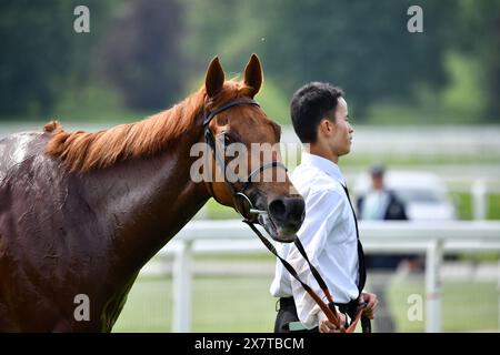 York Races Dante Festival 2024 Stock Photo - Alamy