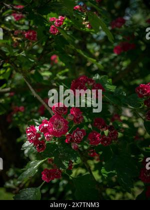 Flowering of a beautiful red hawthorn tree. Background, pink flowers on ...