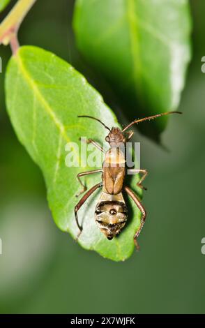 Texas bow-legged bug nymph (Hyalymenus tarsatus) insect nature ...