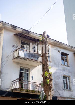 Close up of palm tree with a moth resting on one of its leaves ...