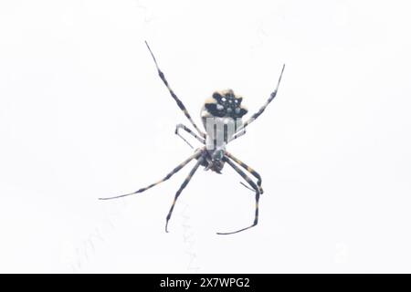 Tiger spider on the yard Stock Photo - Alamy