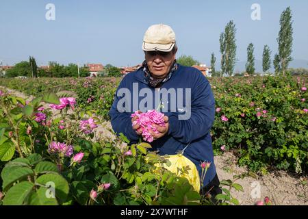 Male labourer picking roses in the rose fields of Isparta, a famous ...