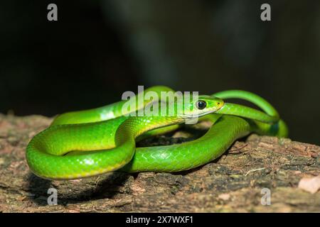 A beautiful green water snake (Philothamnus hoplogaster) on a fallen ...