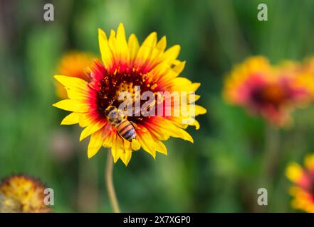 Bee on a flower Gaillardia aristata (common gaillardia). Flower with red and yellow petals on ...