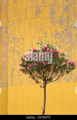 Pink blooming Oleander in front of blue sky Stock Photo - Alamy