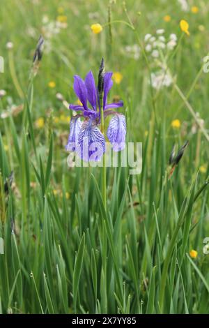 Iris (Iris sibirica) on the meadow Stock Photo - Alamy