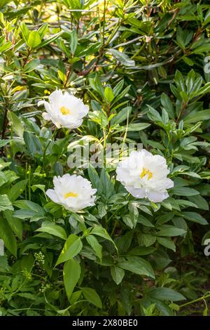 Blooming bush of bomb-shaped white and yellow peonies in the garden ...