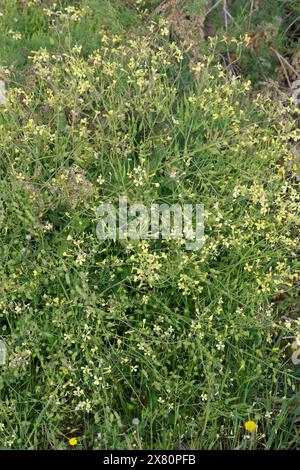 Acker-Rettich, Ackerrettich, Hederich, Wilder Rettich, Raphanus ...